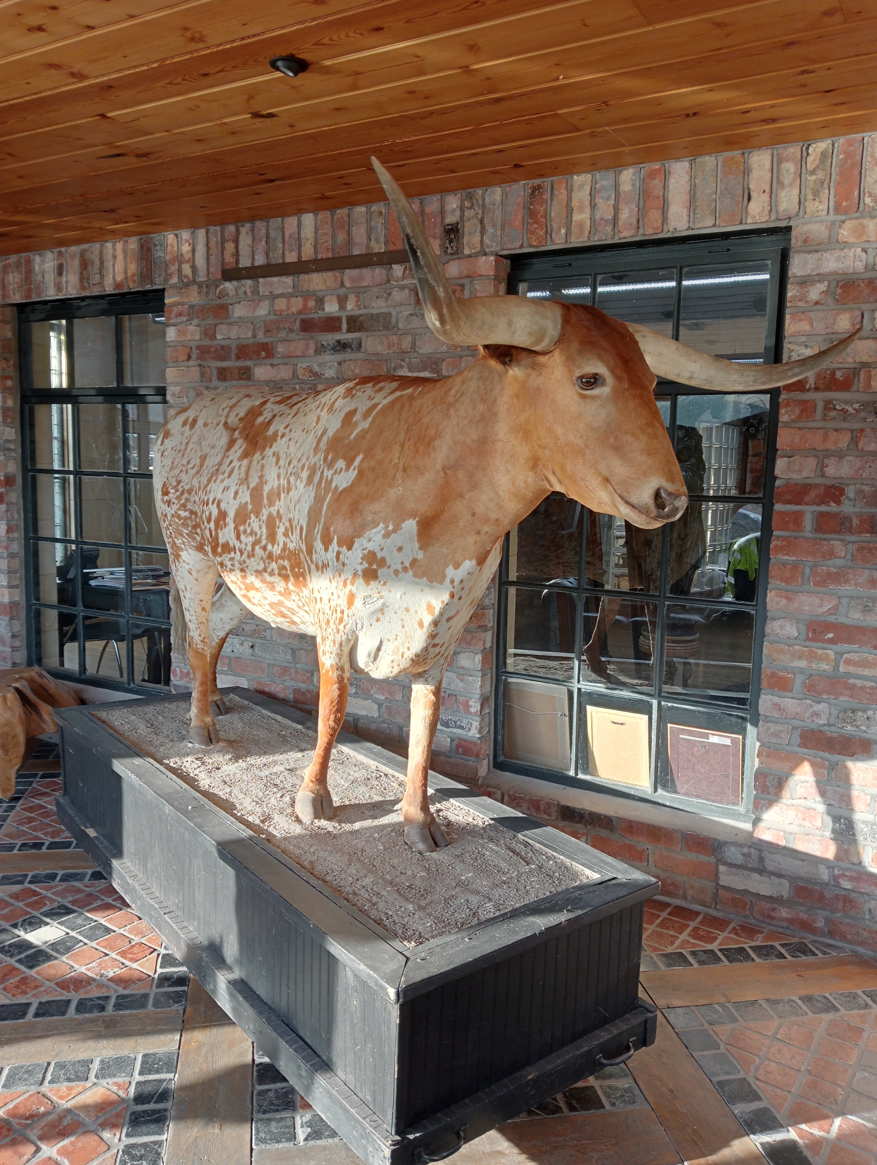 Texas longhorn bull – Derrys Ltd